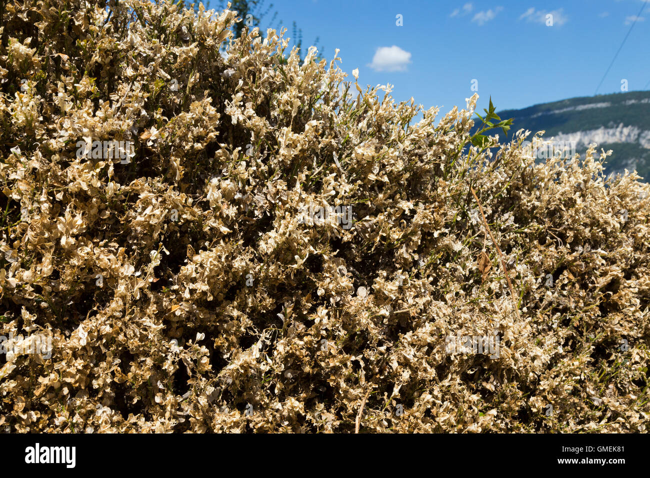 Dying Box trees (Buxus) tree / topiary damaged and probably killed by ...