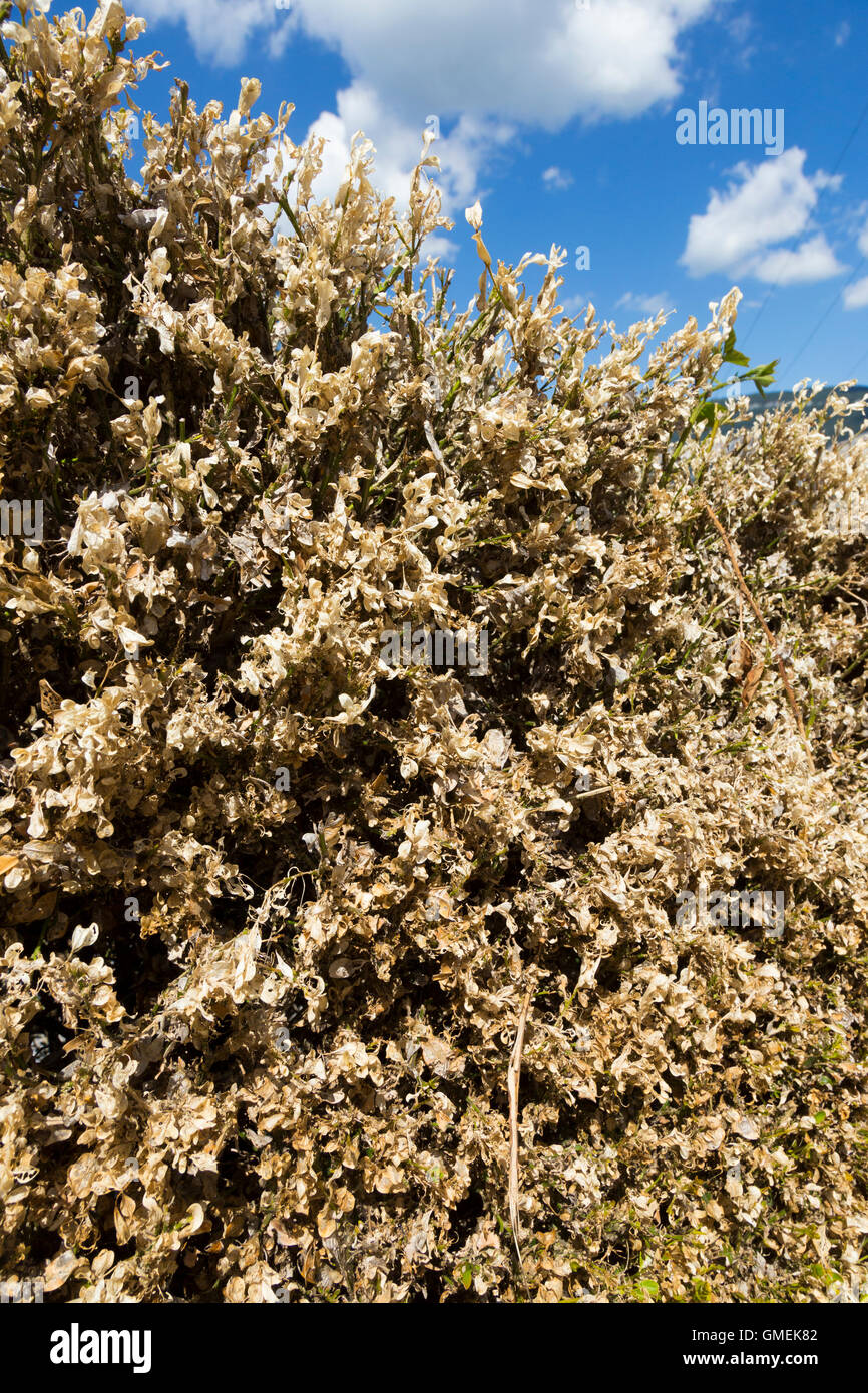 Dying Box trees (Buxus) tree / topiary damaged and probably killed by ...