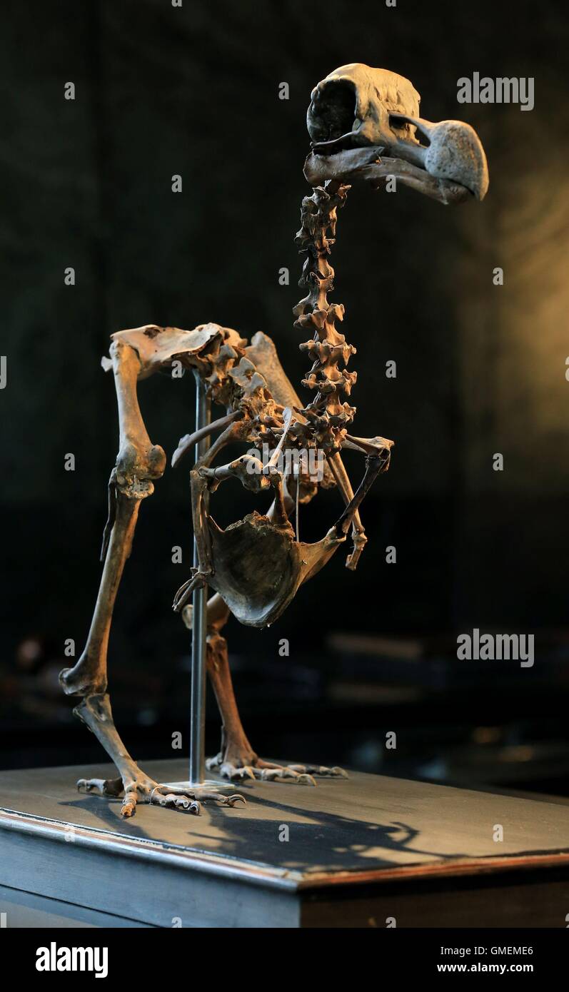 Real Dodo Bird Skeleton