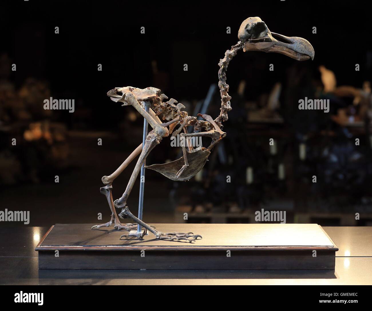 Dodo skeleton hi-res stock photography and images - Alamy