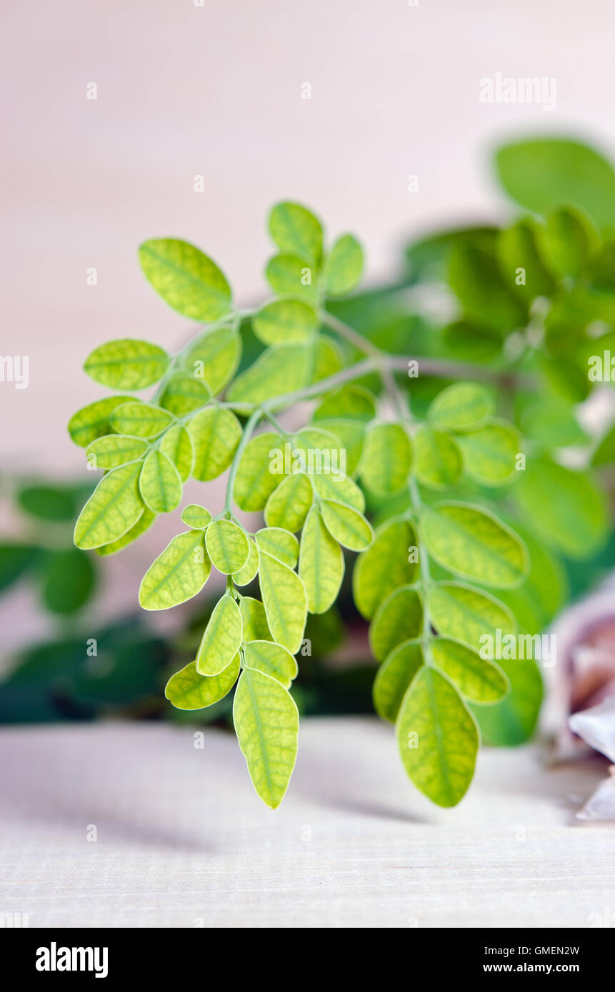 Moringa (Other names are Moringa oleifera Lam., MORINGACEAE, Futaba kom ...