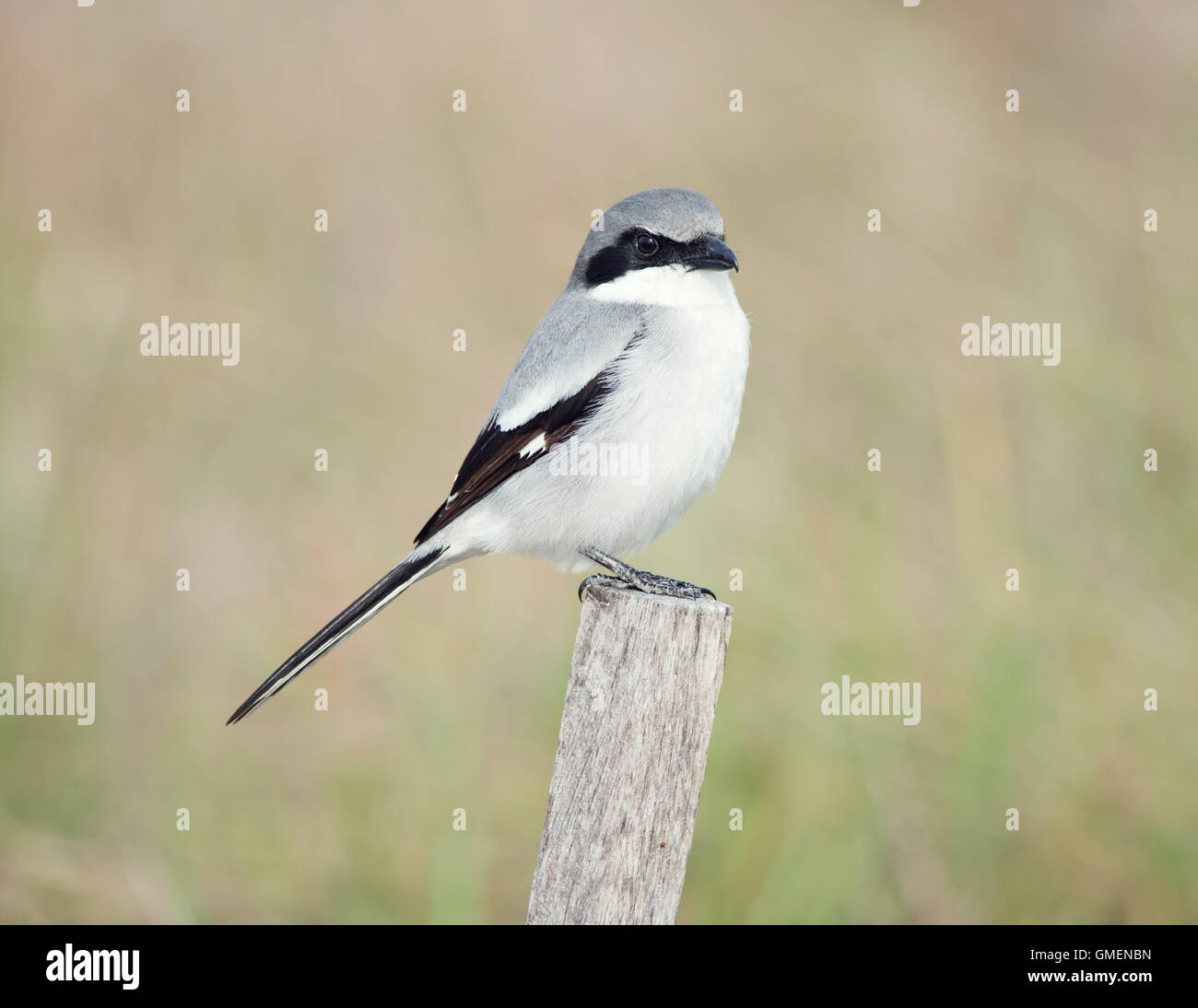 Loggerhead shrike hi-res stock photography and images - Alamy