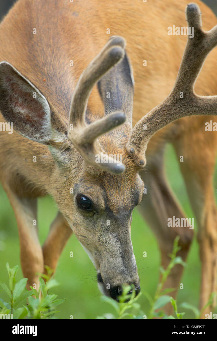 Red deer head with green background. Jasper. Canada. Vertical Stock ...