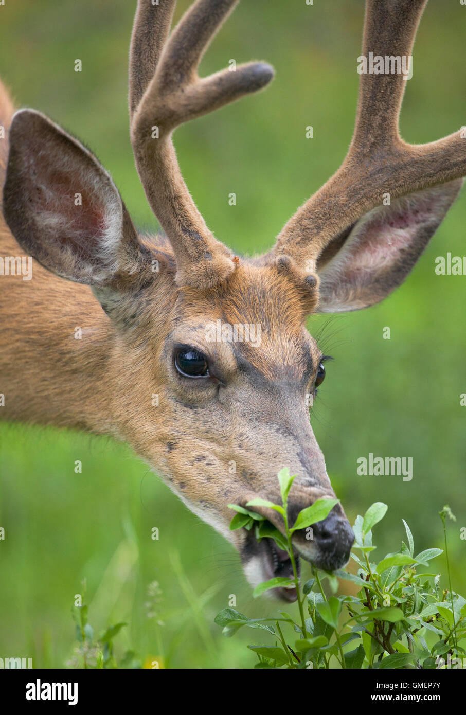 Red deer head with green background. Jasper. Canada. Vertical Stock ...