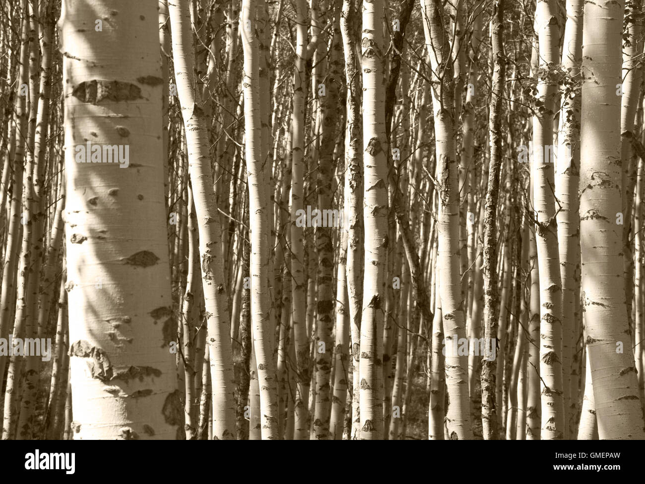 Forest detail in Jasper. Alberta. Canada. Horizontal Stock Photo - Alamy