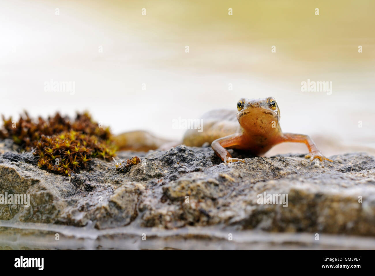 Common Newt / Smooth Newt / Teichmolch ( Lissotriton vulgaris ) shows ...
