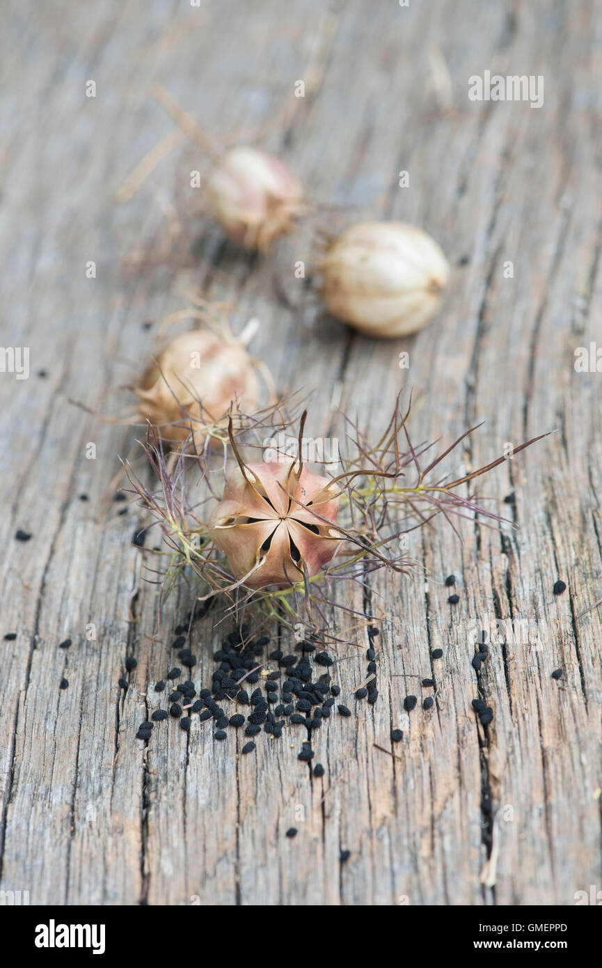 Nigella seed pod hi-res stock photography and images - Alamy