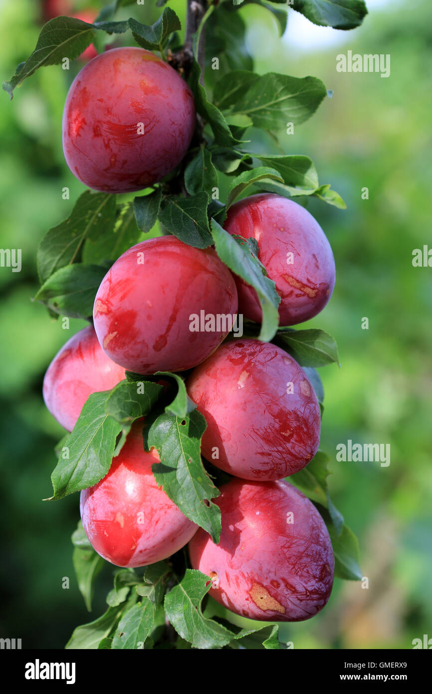 Large fresh plum hi-res stock photography and images - Alamy