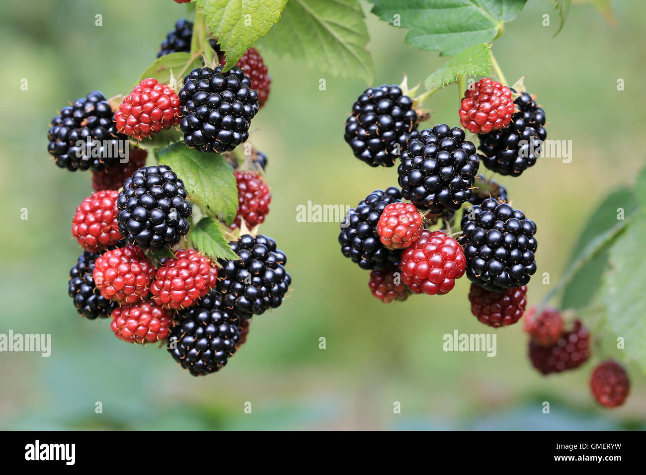 Blackberries on leaf close hi-res stock photography and images - Alamy