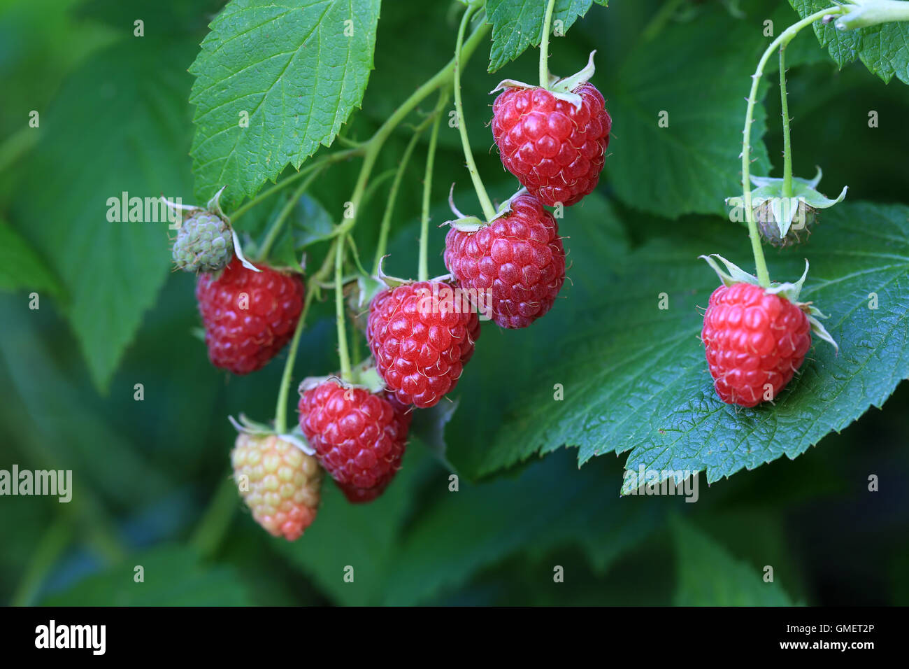 Mature raspberries hi-res stock photography and images - Alamy