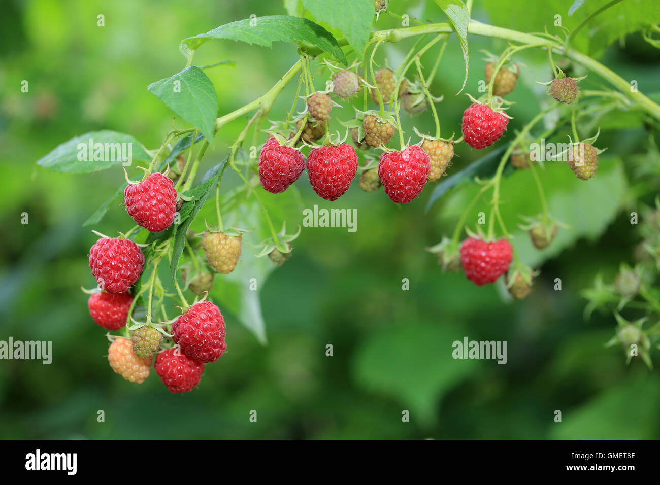 Mature raspberries hi-res stock photography and images - Alamy