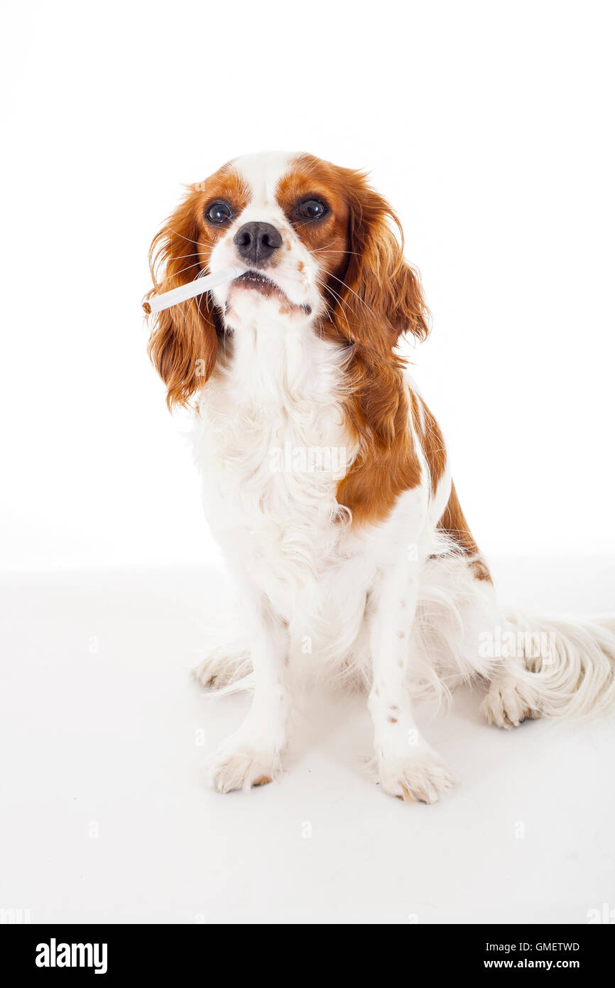 thug life dog king charles spaniel Stock Photo - Alamy