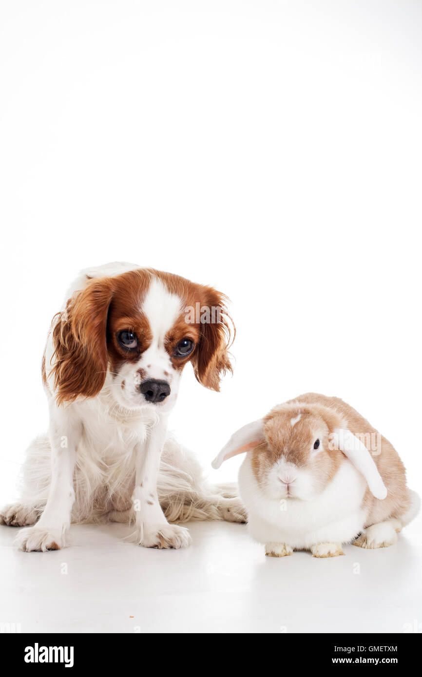 Dog with bunny. Cavalier king charles spaniel with rabbit sit together ...