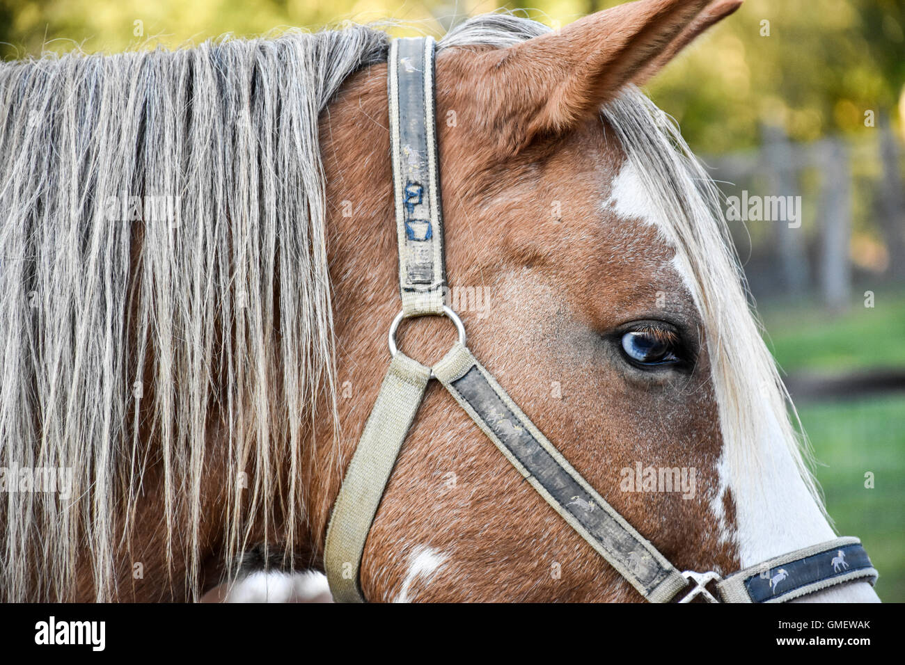 Horse closeup including bridle, eye, and mane Stock Photo - Alamy