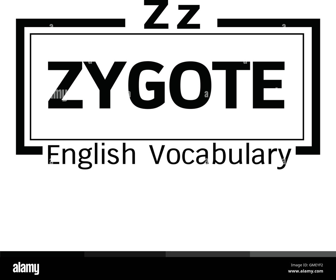 ZYGOTE english word vocabulary illustration design Stock Vector Image ...