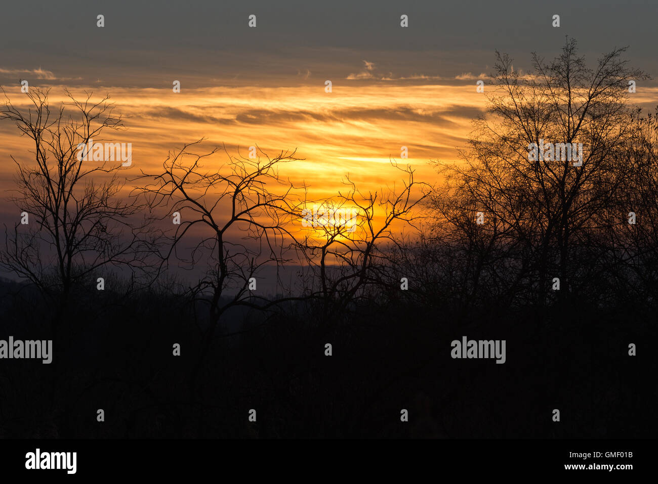 A golden sunset over Ham Wall Nature Reserve near Shapwick in Somerset ...