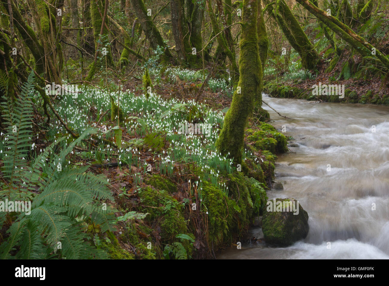 A fast flowing stream running through Exmoor National Parks Snowdrop ...