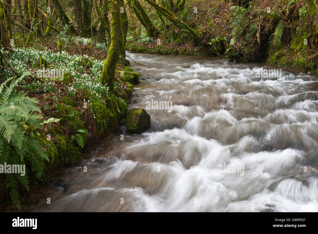 A fast flowing stream running through Exmoor National Parks Snowdrop ...