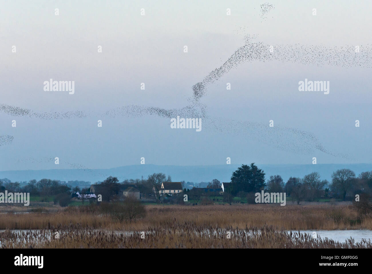 A late evening picture of a starling murmuration over the Ham Wall ...