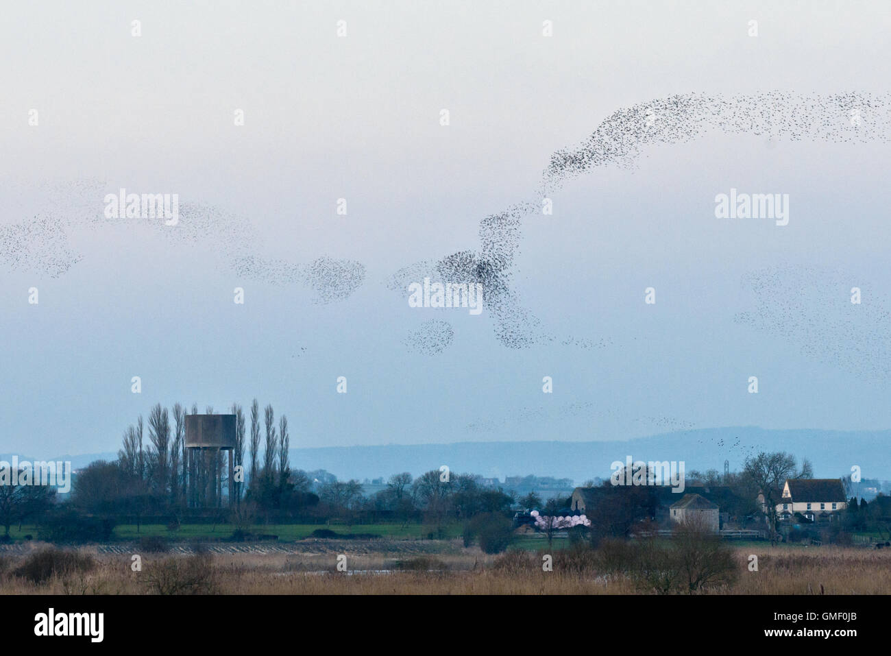 A late evening picture of a starling murmuration over the Ham Wall ...