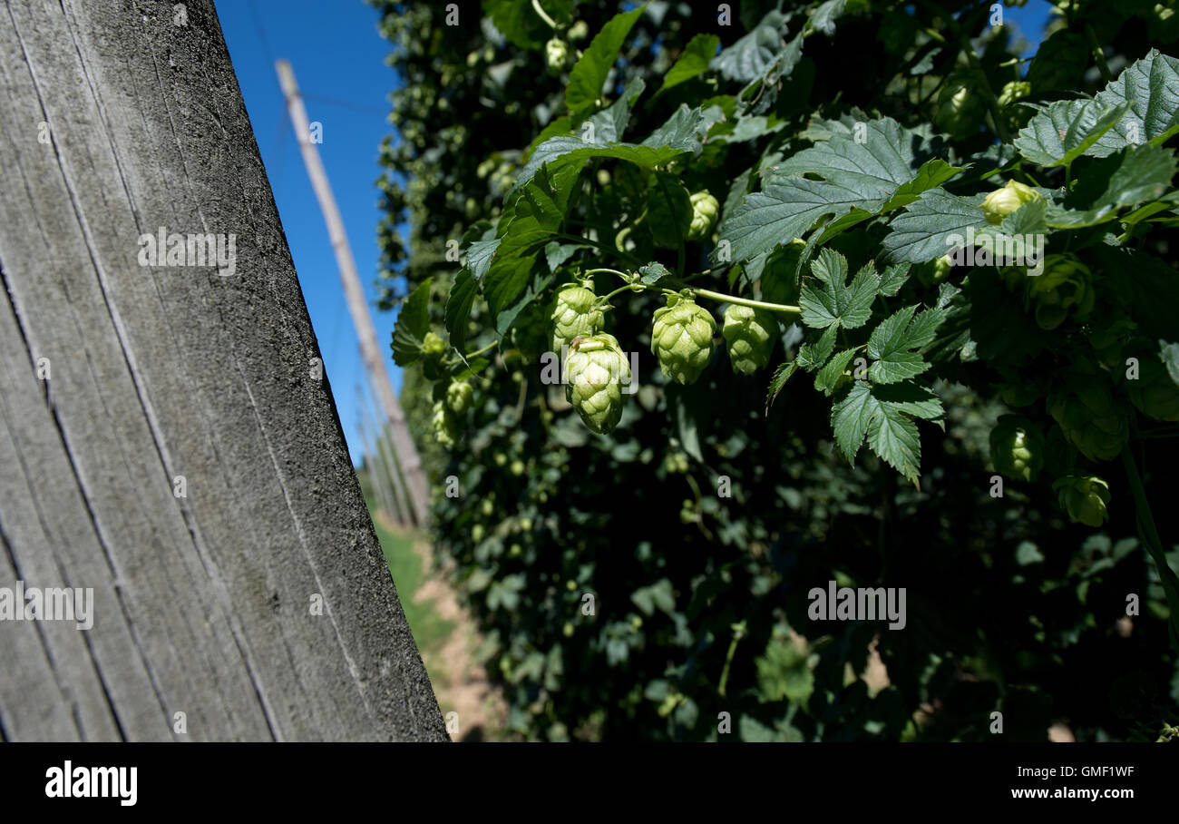 Wolnzach, Germany. 25th Aug, 2016. Hops growing in a field in Wolnzach ...
