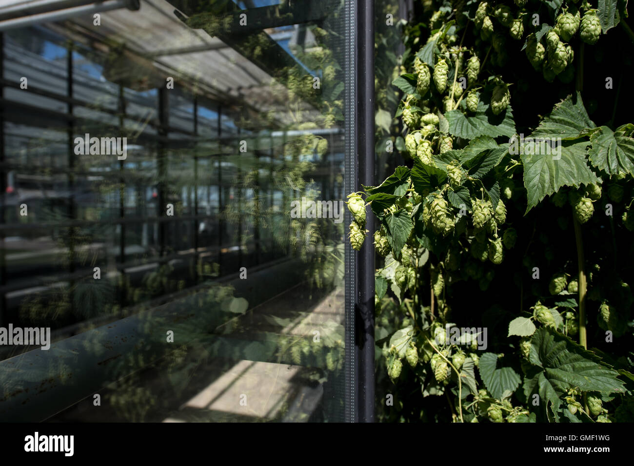 Huell, Germany. 25th Aug, 2016. Hops growing in the grounds of the Hops ...