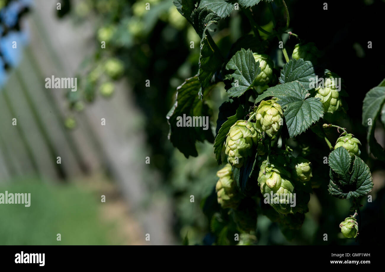 Wolnzach, Germany. 25th Aug, 2016. Hops growing in a field in Wolnzach ...