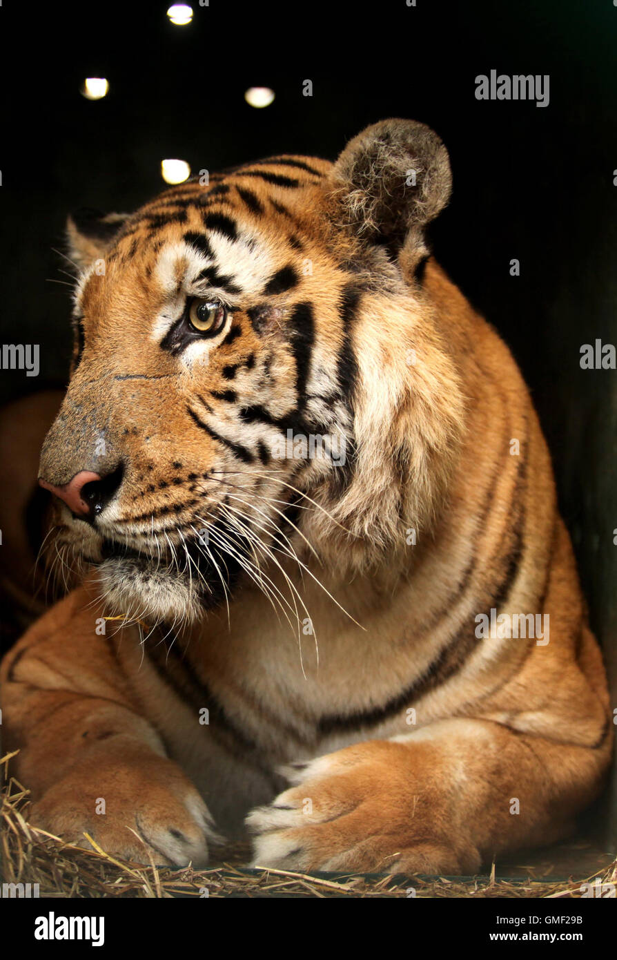 Khan Yunis, Gaza Strip, Palestinian Territory. 23rd Aug, 2016. A tiger ...