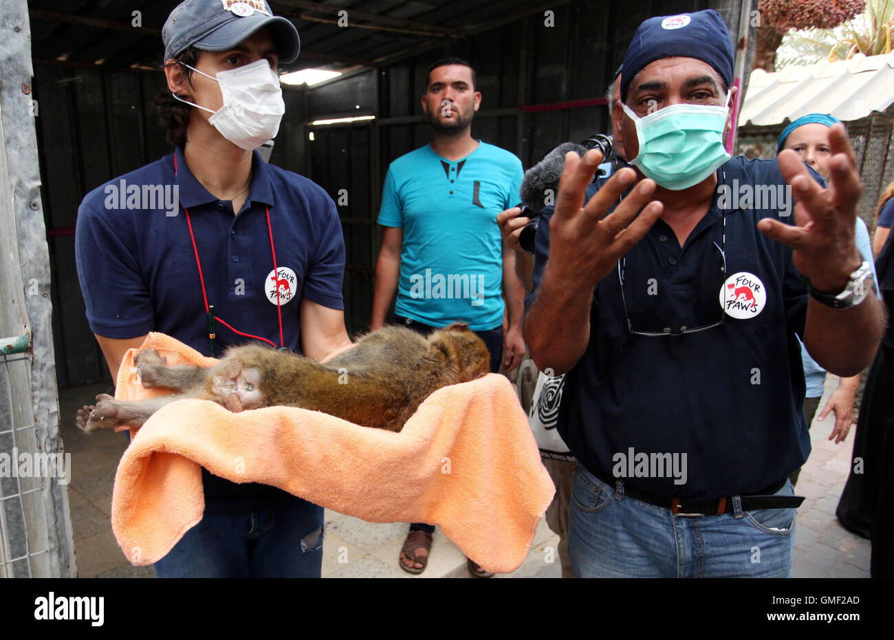 Surviving monkey hi-res stock photography and images - Alamy