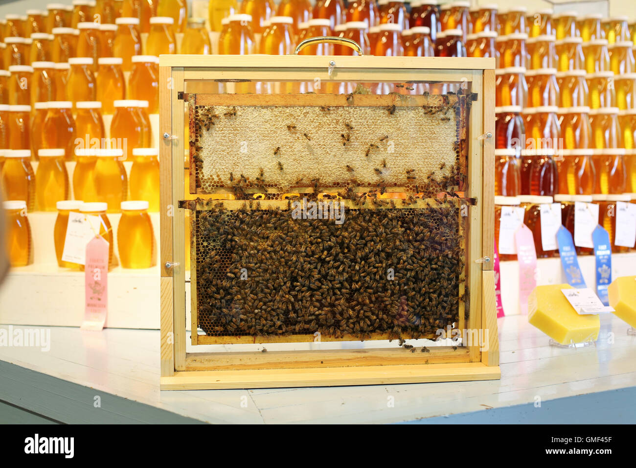 St. Paul, Minnesota, USA. 25th August, 2016. A bee and honey display ...