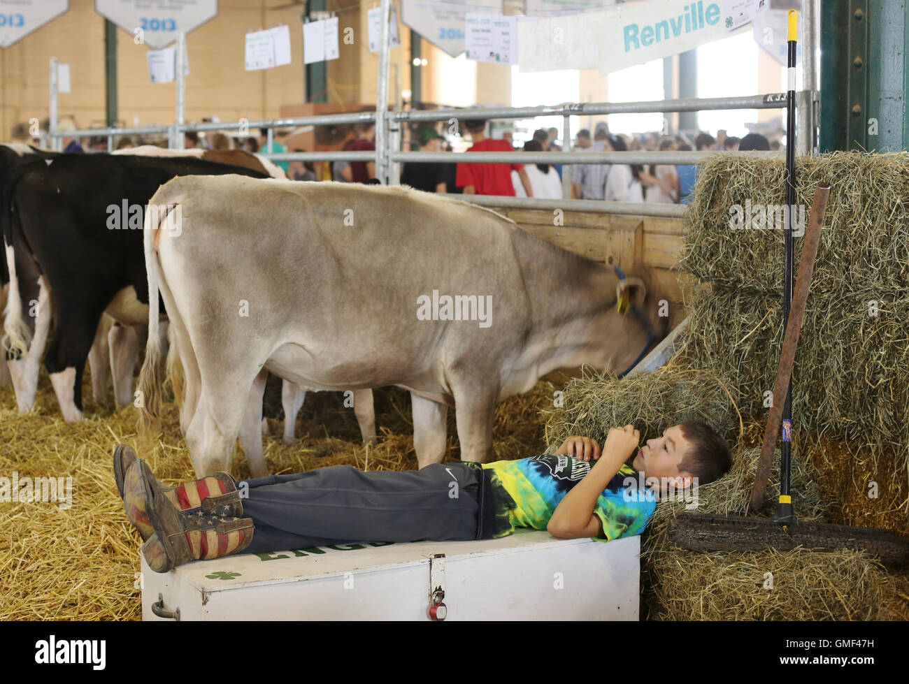 Minnesota state fair cattle barn hi-res stock photography and images ...