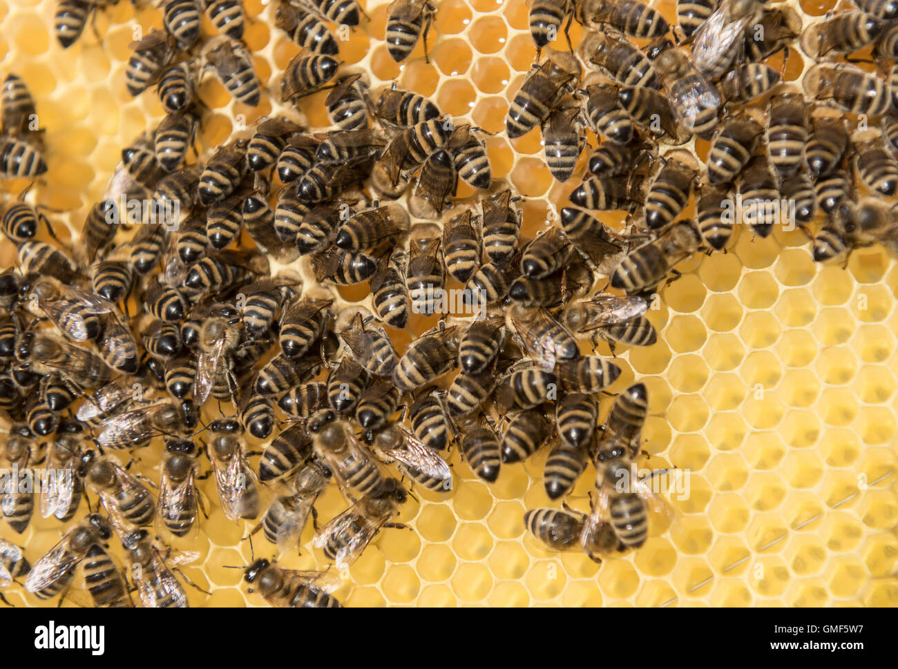 Bees fill honey into honeycombs in Goppingen, germany, 11 August 2016 ...