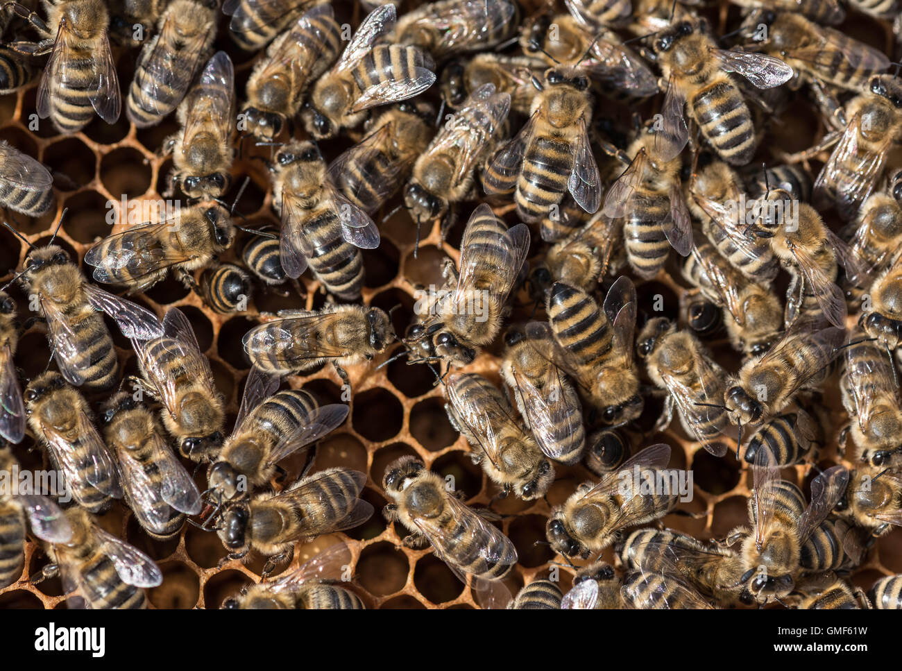 Goppingen, Germany. 11th Aug, 2016. Nurse bees provide bee grubs with ...
