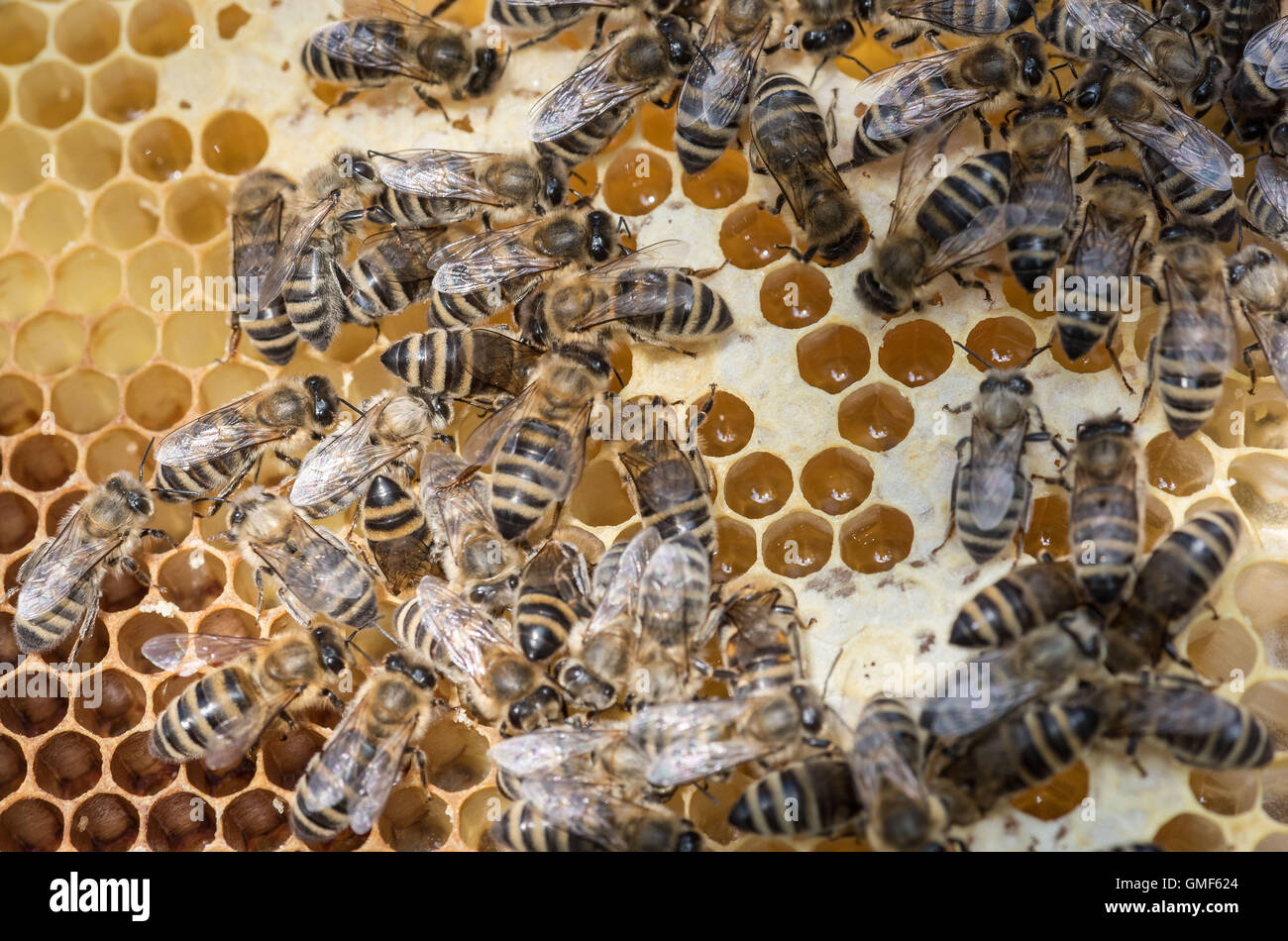 Bees fillhoneycombs with honey in Goppingen, germany, 11 August 2016 ...