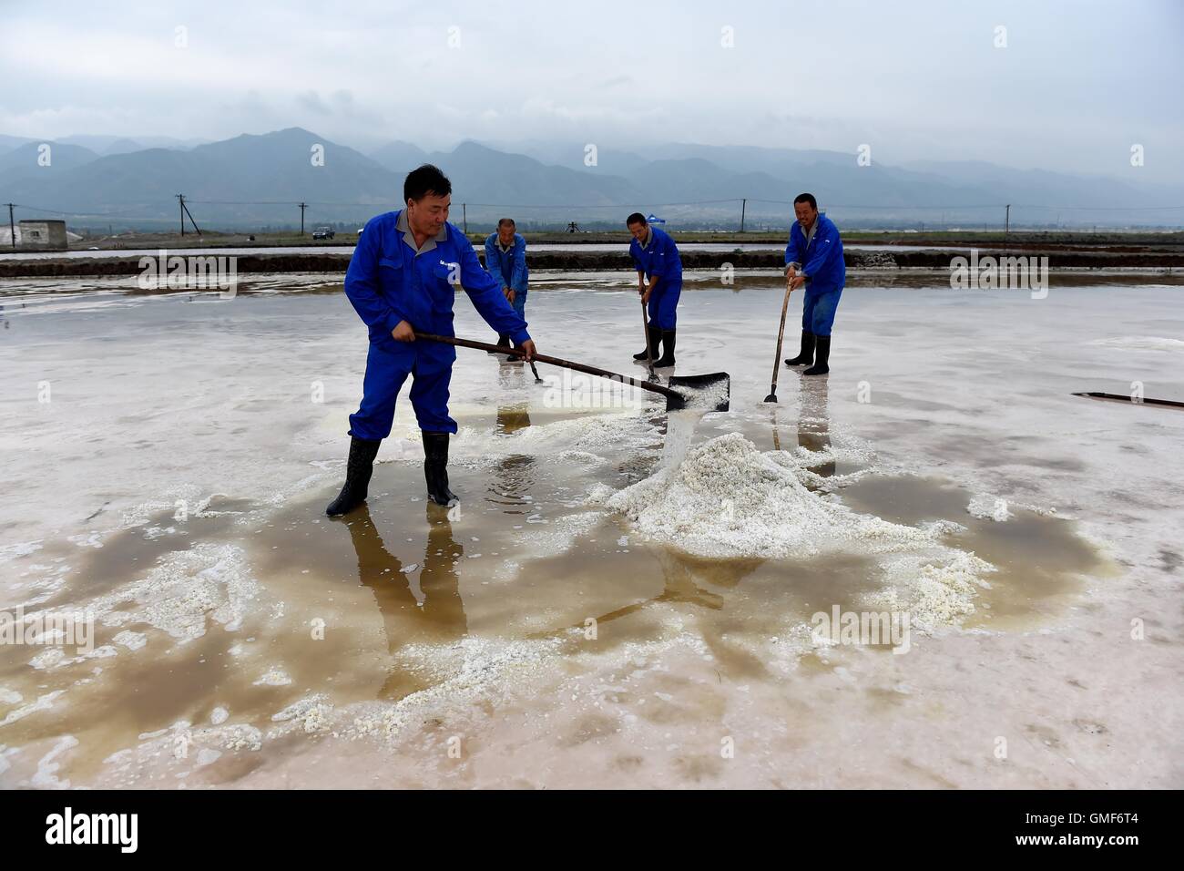 Yuncheng, China's Shanxi Province. 25th Aug, 2016. Workers collect salt ...