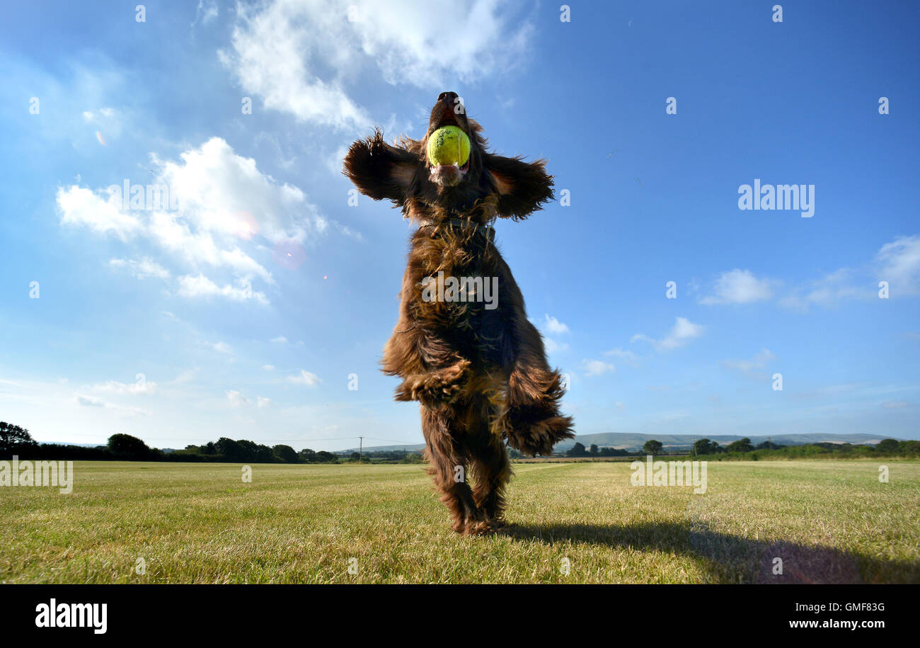 Liver working cocker spaniel jumping for a ball on a hot day Stock ...