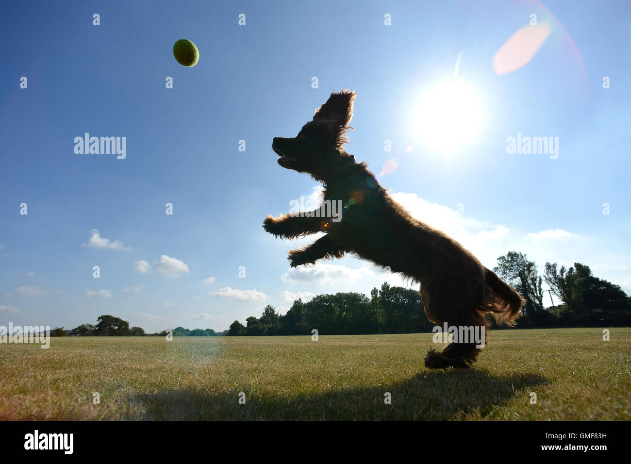 Liver working cocker spaniel jumping for a ball on a hot day Stock ...