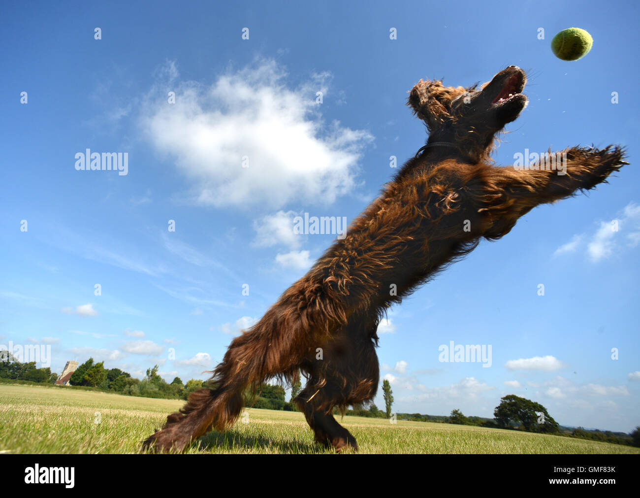 Liver spaniel hi-res stock photography and images - Alamy