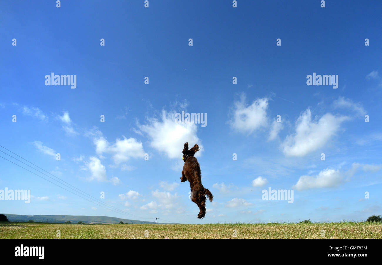 Liver working cocker spaniel jumping for a ball on a hot day Stock ...
