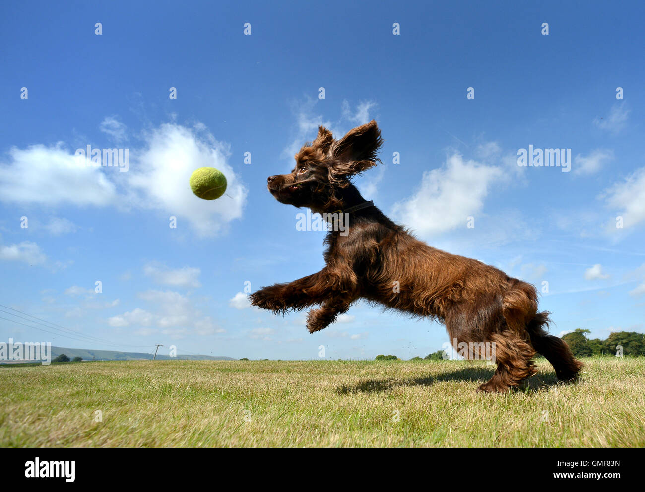 Liver working cocker spaniel jumping for a ball on a hot day Stock ...