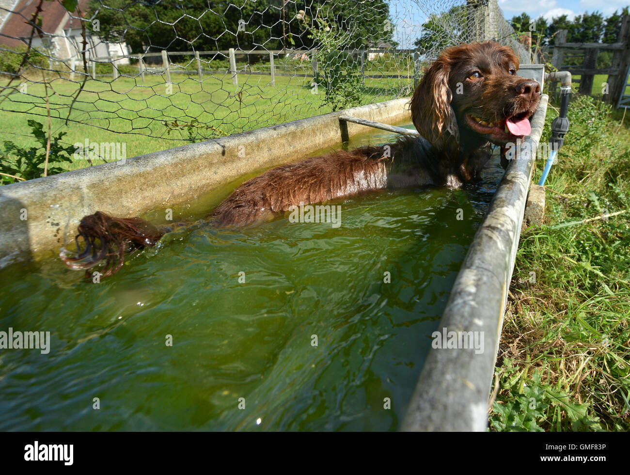 Lungworm hi-res stock photography and images - Alamy