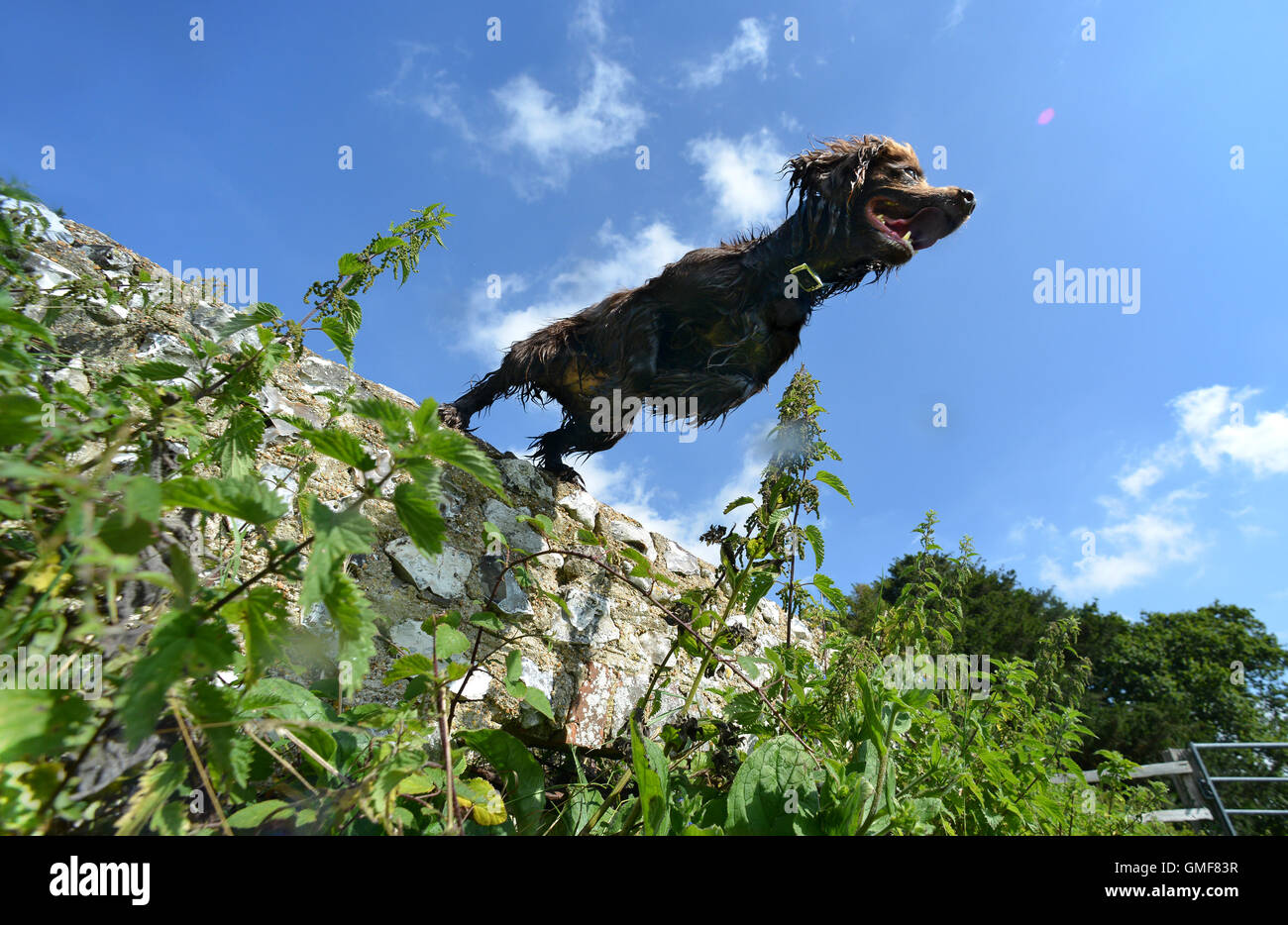 Working cocker spaniel jumping over a flint wall Stock Photo - Alamy