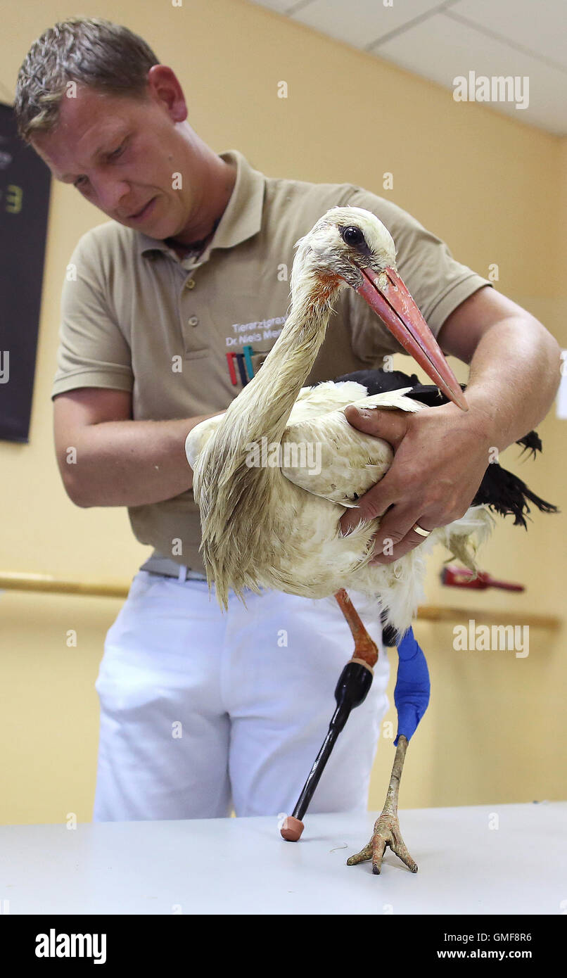 Magdeburg, Germany. 26th August, 2016. One-legged female stork Mathilda ...