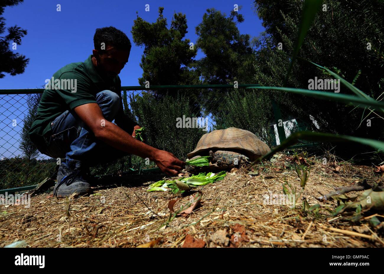 Amman, Jordan. 25th Aug, 2016. A turtle from the Gaza zoo is fed upon ...