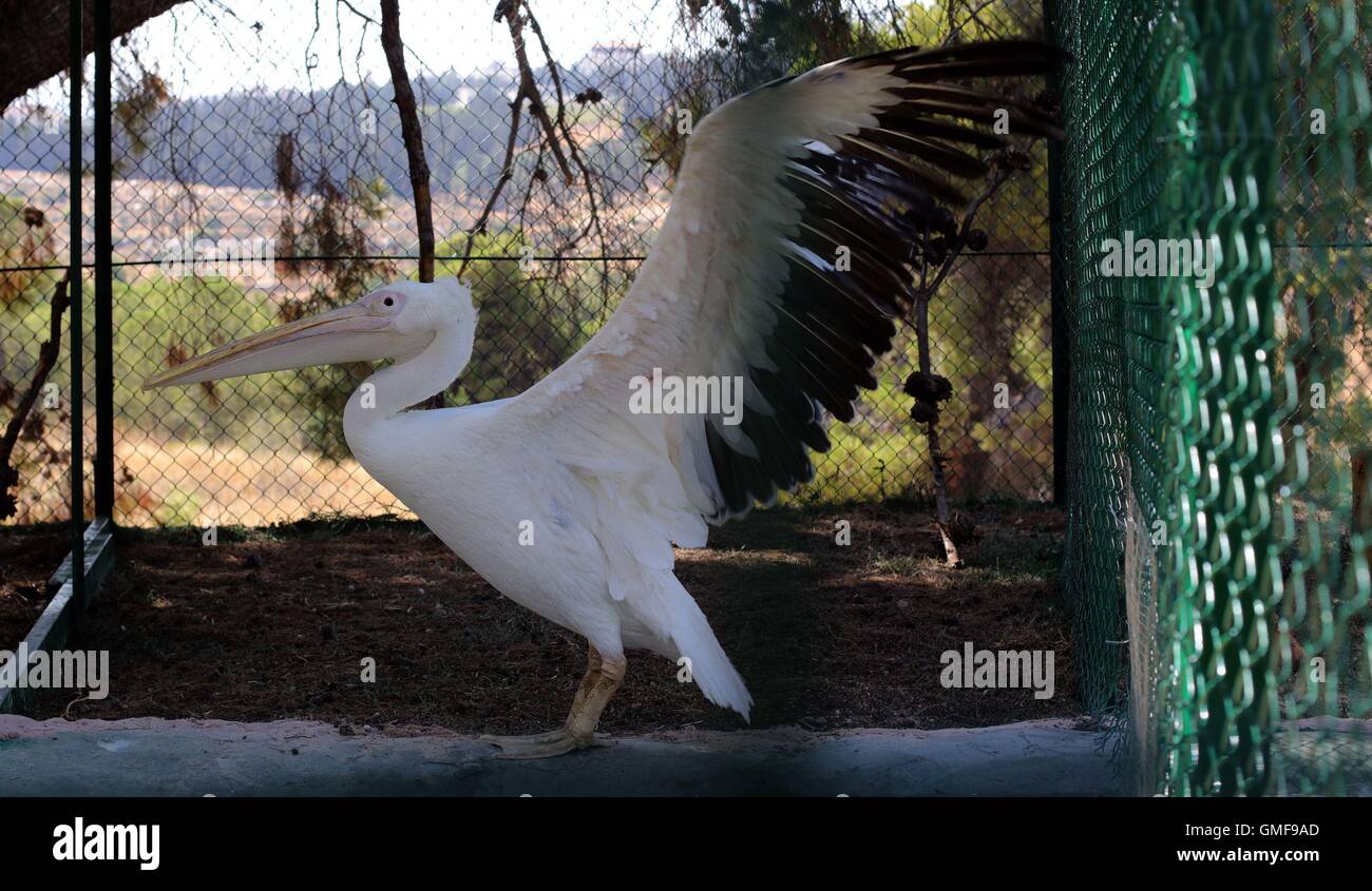 Zoo animals from africa hi-res stock photography and images - Alamy