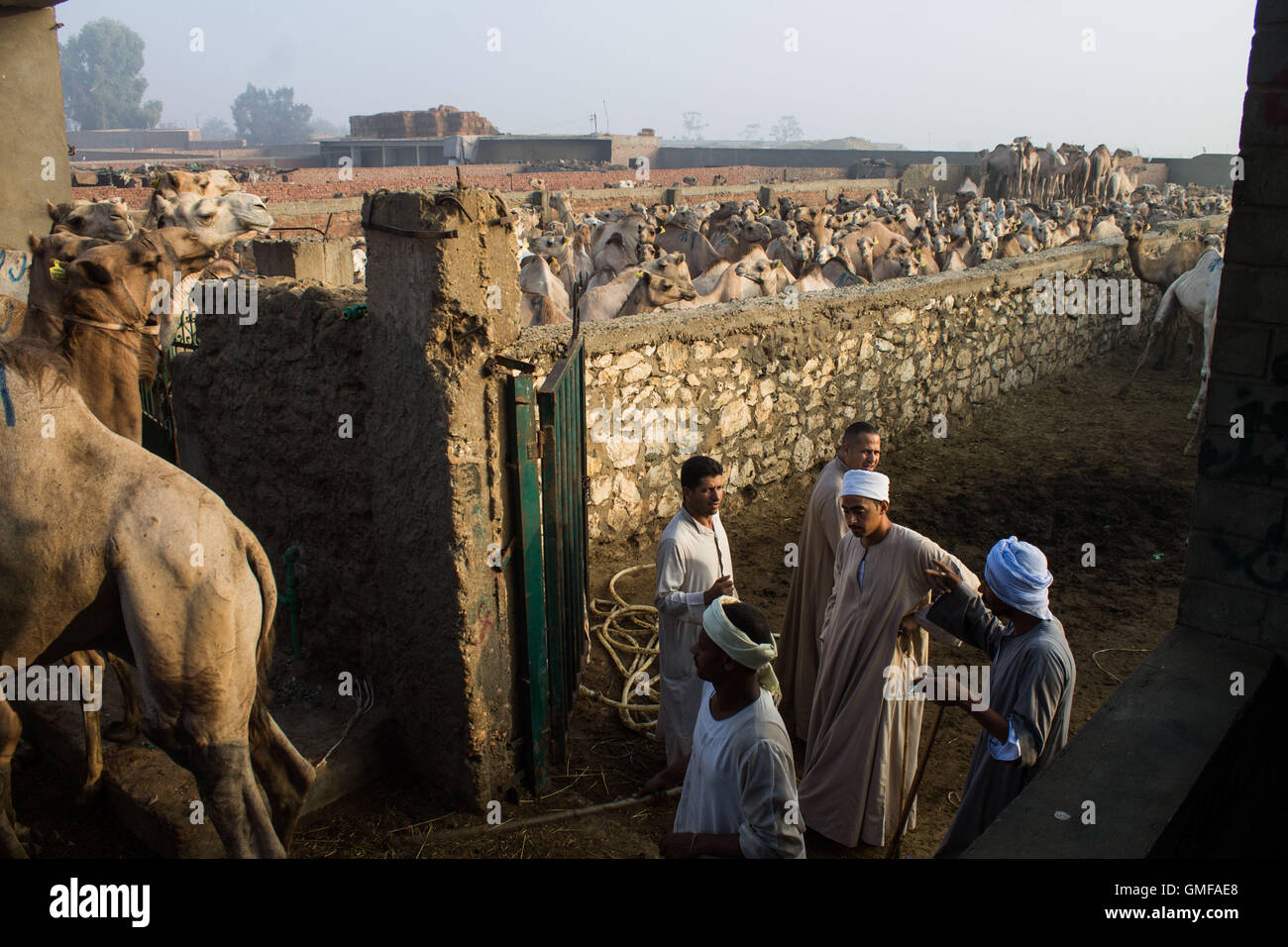 Cairo, Egypt. 26th Aug, 2016. A camel vender leads his camel at the ...