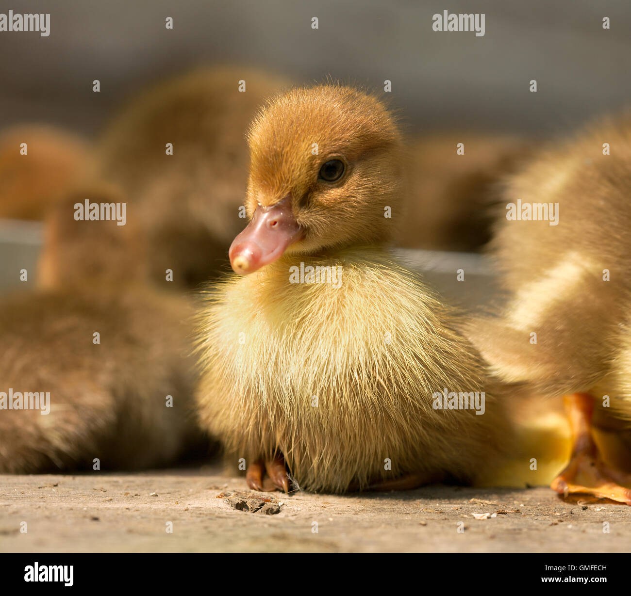 musk duck ducklings closeup on a poultry yard Stock Photo - Alamy