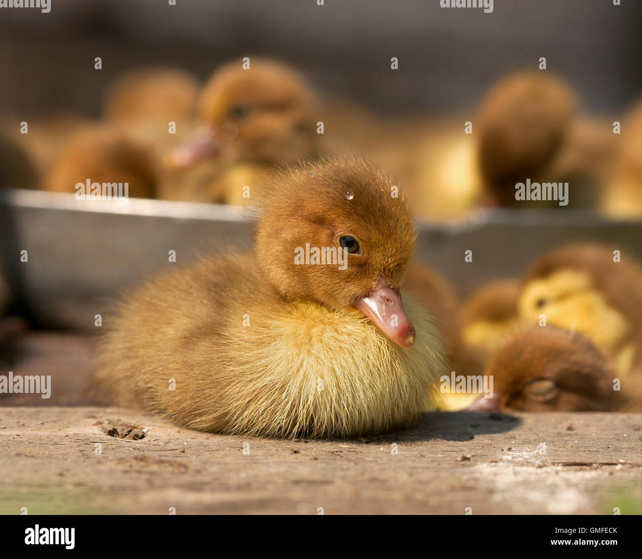 musk duck ducklings closeup on a poultry yard Stock Photo - Alamy