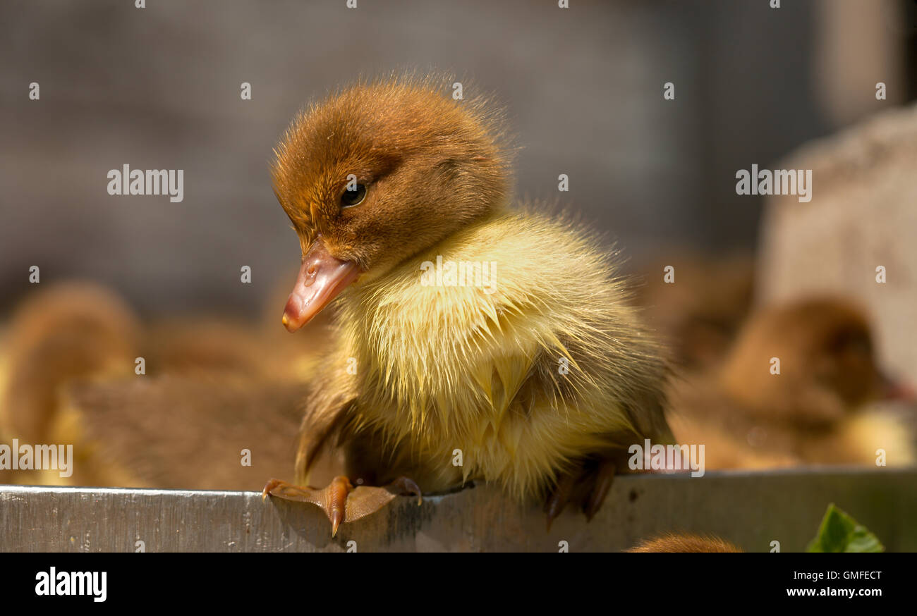 Musk duck hi-res stock photography and images - Alamy