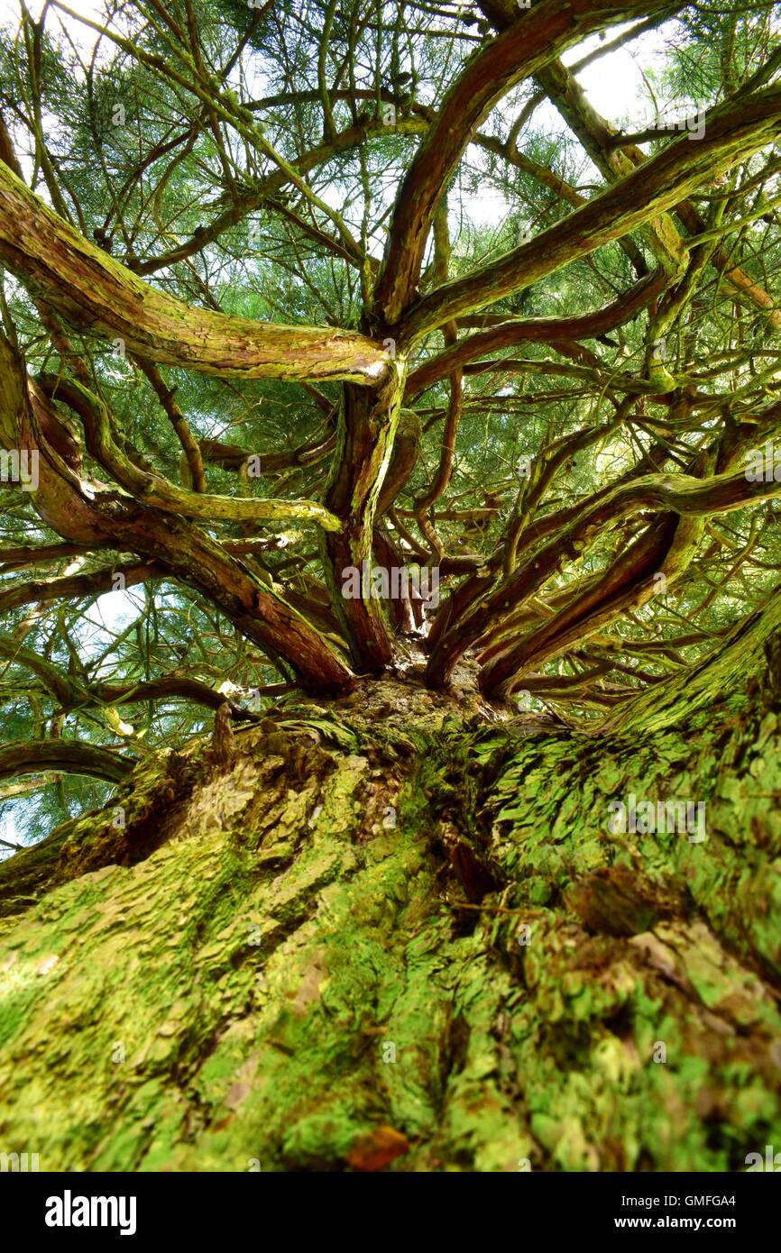 Enormous tree in Inchmahome Priory (Scotland Stock Photo - Alamy